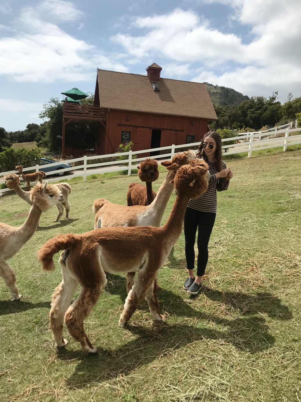 Visiting an alpaca farm. – On Another Coast