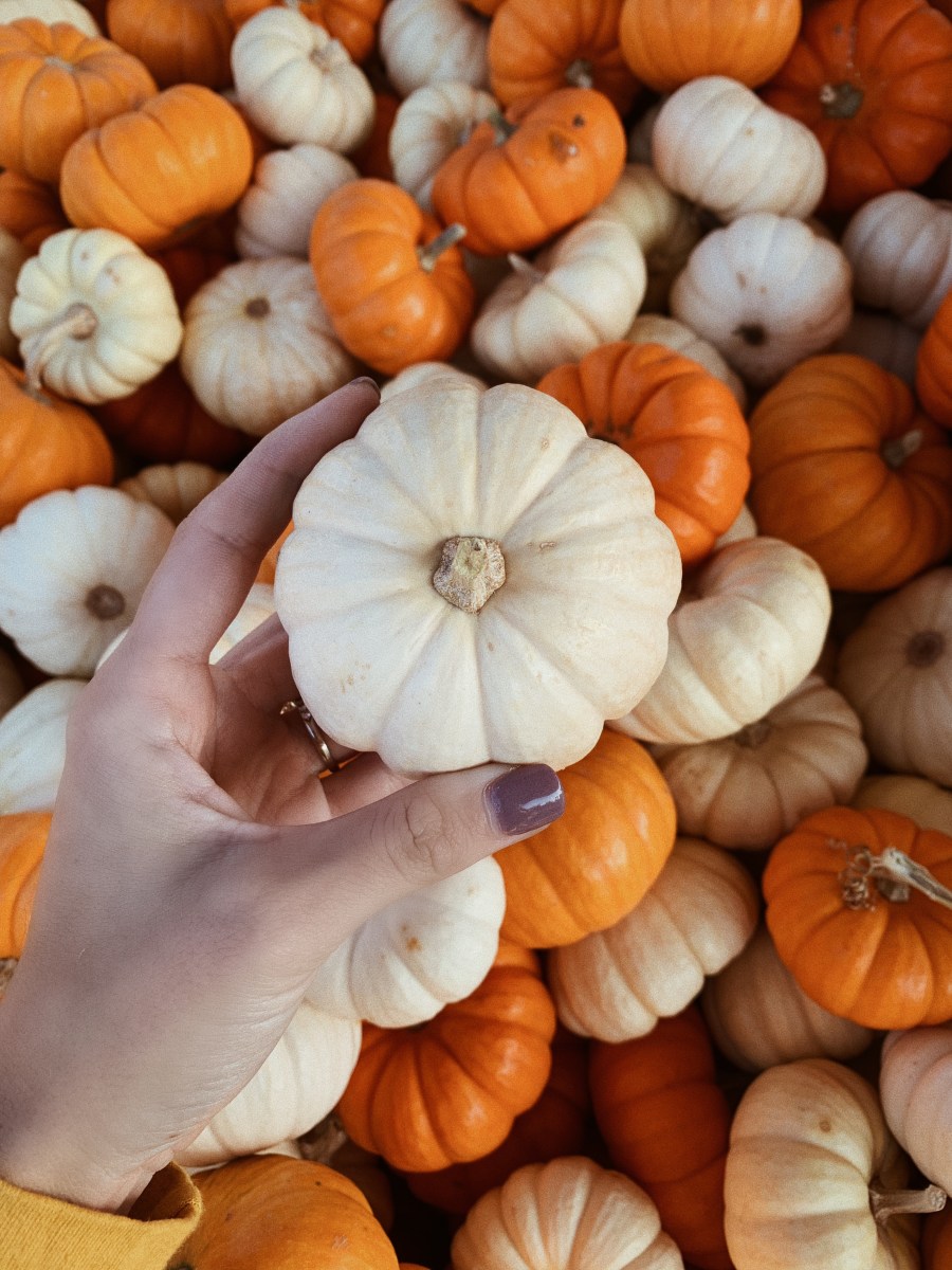 The Pumpkin Haul: Food & Drink Edition – On Another Coast
